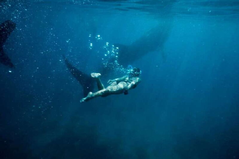 Cebu: Oslob Whale Sharks, Tumalog Falls & Sardine Snorkeling - Who Will Love This Tour?