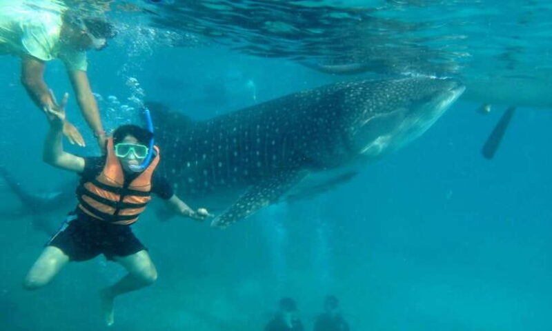 Cebu: Oslob Whale Sharks, Tumalog Falls & Sardine Snorkeling - FAQ