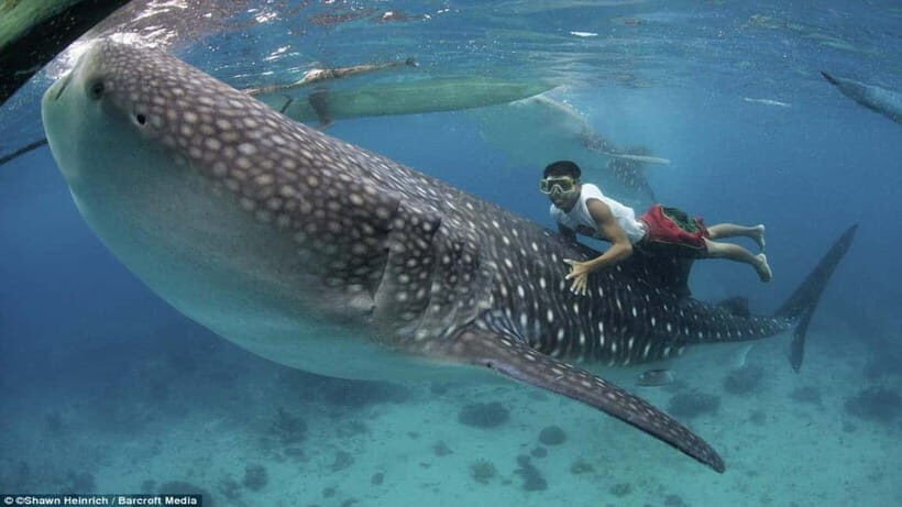 Cebu Oslob Whaleshark Adventure! (private tour) - Key Points