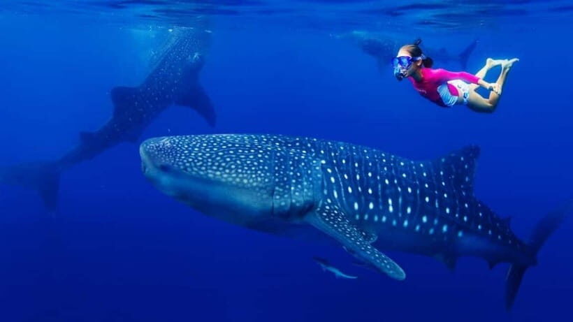 Cebu Oslob Whaleshark Adventure! (private tour) - The Itinerary in Detail: What You Can Expect