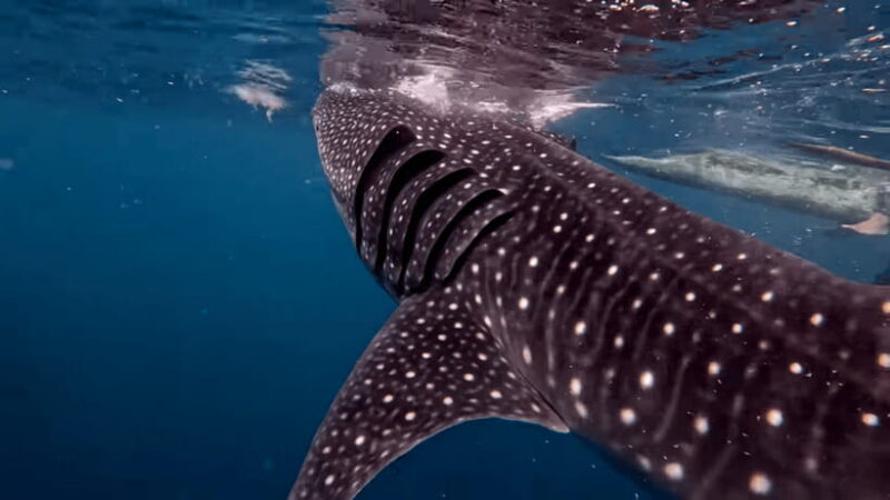 Cebu: Oslob Whaleshark & Canyoneering Group Tour with Lunch - Key Points