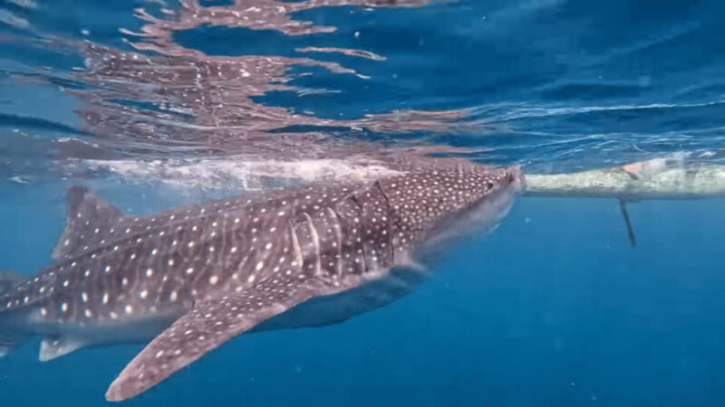 Cebu: Oslob Whaleshark & Canyoneering Group Tour with Lunch - Frequently Asked Questions