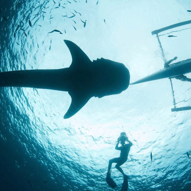 Cebu: Oslob Whaleshark Experience Shared Tour - The Itinerary in Detail