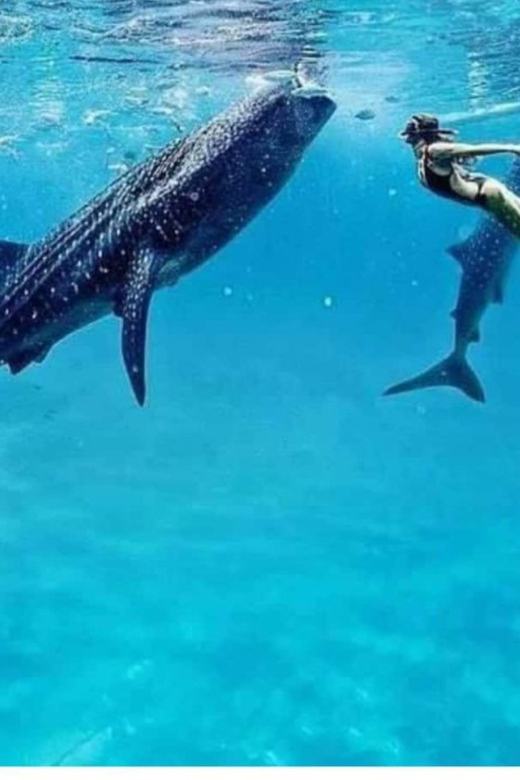 Cebu: Oslob Whaleshark Experience Shared Tour - FAQs