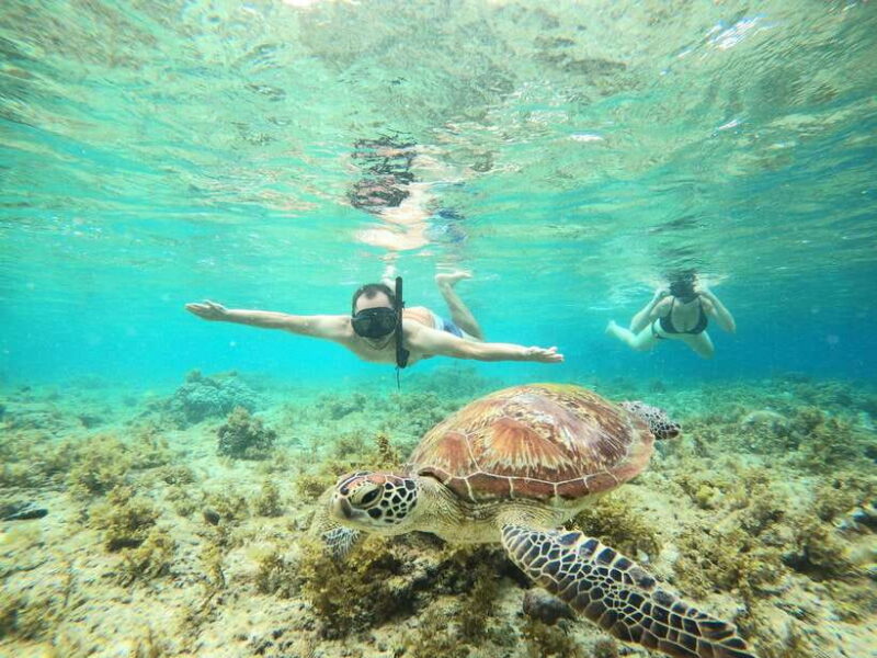 Cebu: Oslob Whaleshark & Sardines Run Snorkeling Day Tour - Key Points