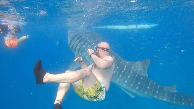 Cebu: Oslob Whaleshark & Sardines Run Snorkeling Day Tour - What’s Included and What You Should Consider