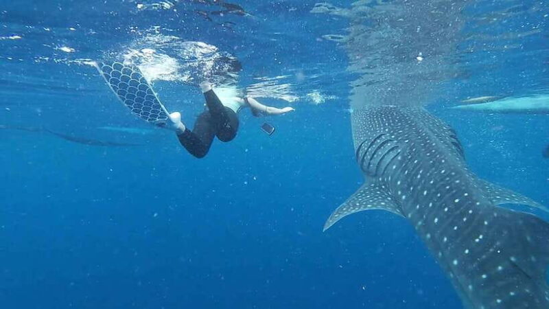 Cebu: Oslob Whaleshark & Sardines Run Snorkeling Day Tour - The Experience We Would Expect