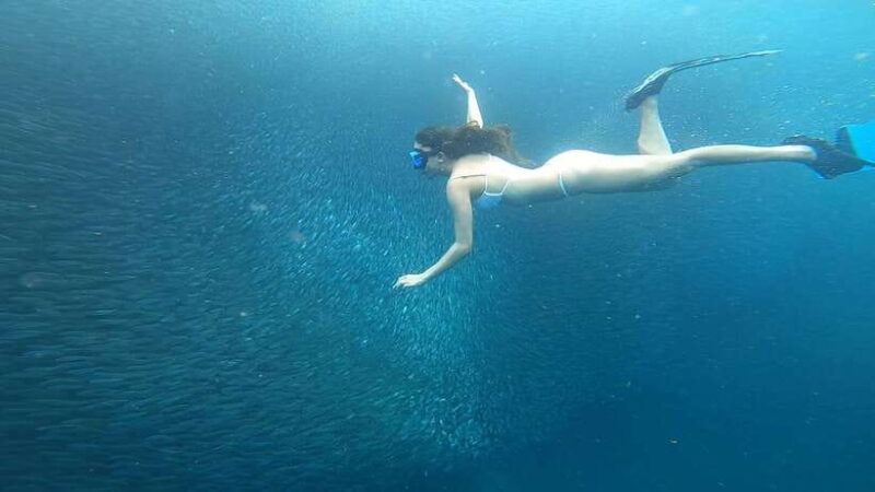 Cebu: Oslob Whaleshark & Sardines Run Snorkeling Day Tour - FAQ