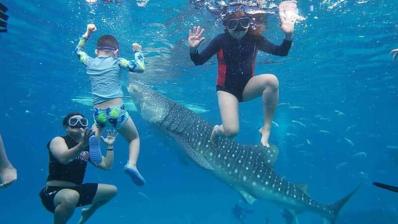 Cebu; Oslob Whaleshark Watching Day Tour - Who Will Love This Tour?