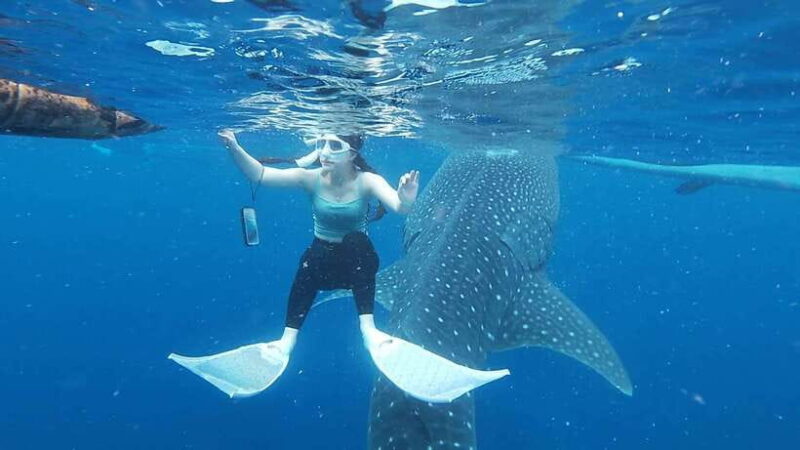 Cebu; Oslob Whaleshark Watching Day Tour - Final Thoughts: Is it Worth It?