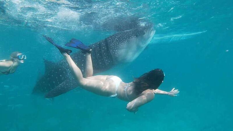 Cebu; Oslob Whaleshark Watching Day Tour - FAQ