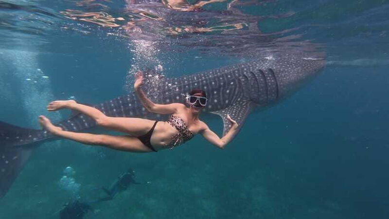 Cebu Oslob WhaleShark,Inambakan Falls& Moalboal Sardines Run - Frequently Asked Questions