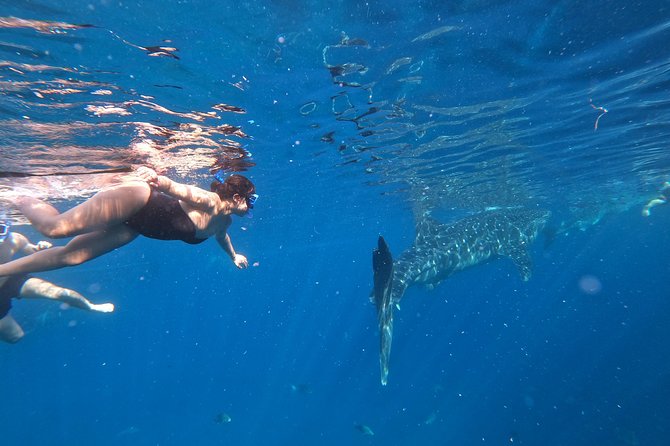 Cebu Oslob Whalesharks, Sumilon & Kawasan Waterfalls Tour - Who Would Love This Tour?