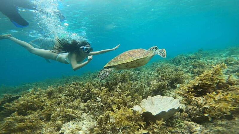 Cebu: Osmeña Peak hike and Sardines Run Snorkel adventure - Authentic Experiences and Feedback