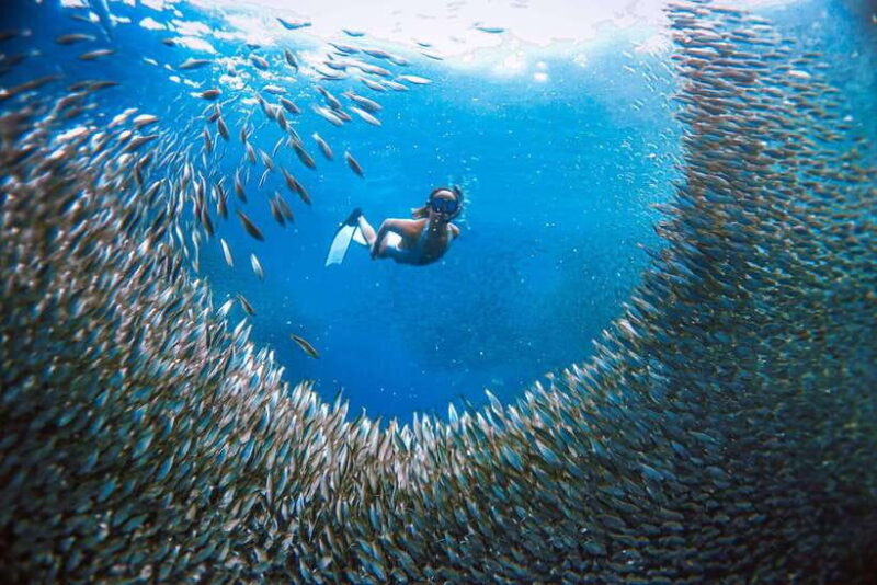 Cebu: Pescador Island, Sardines run and Kawasan Canyoneering - Detailed Tour Breakdown