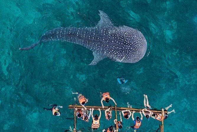 Cebu: Private Tour- Osmena Peak+Oslob Whaleshark+Tumalog Falls - A Deep Dive into the Experience