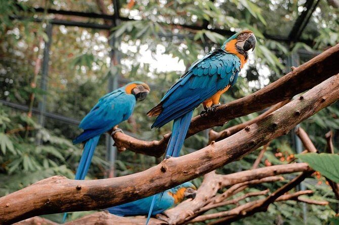 Cebu Safari Adventure - Wildlife Encounters and Themed Gardens