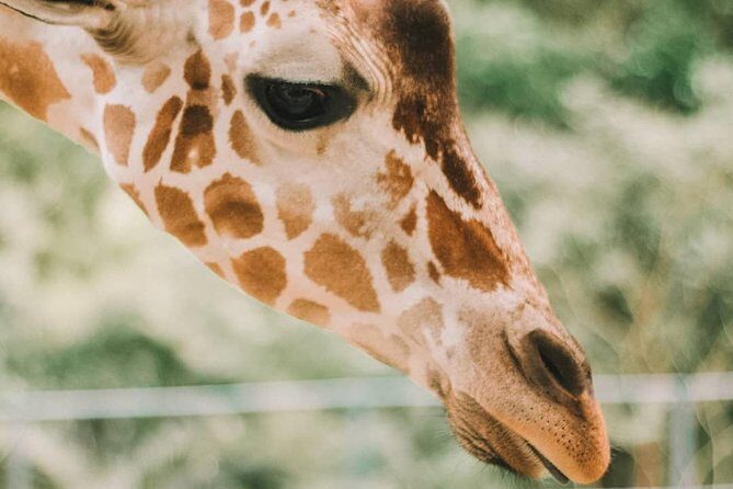 Cebu Safari Adventure - Authentic Feedback From Visitors
