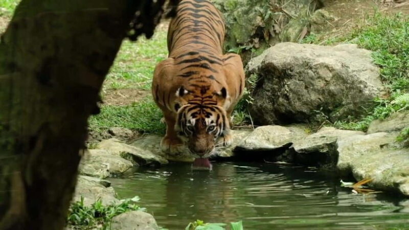 Cebu Safari & Adventure Park: Wildlife Tour with Transfers - Key Points