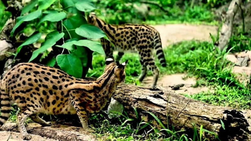 Cebu Safari & Adventure Park: Wildlife Tour with Transfers - The Value of This Tour