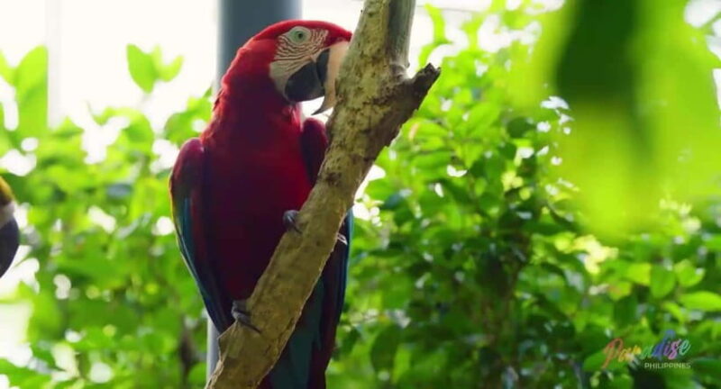 Cebu Safari & Adventure Park: Wildlife Tour with Transfers - Who Will Love This Tour?