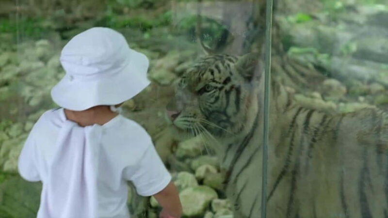 Cebu Safari & Adventure Park: Wildlife Tour with Transfers - The Sum Up