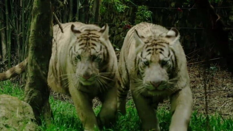 Cebu Safari & Adventure Park: Wildlife Tour with Transfers - FAQ