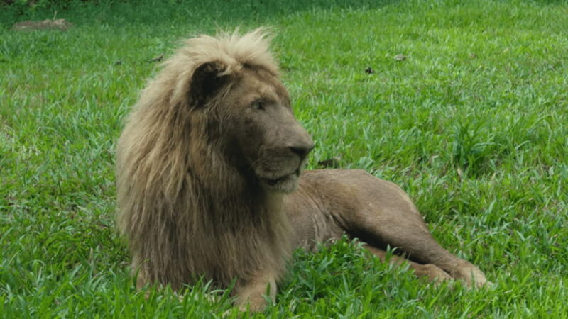 Cebu Safari: Experience Wildlife Up Close - Key Points