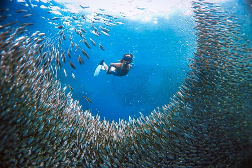 Cebu: Sardine Run Snorkeling, Mantayupan Falls & ATV Thrills - An Overview of What You’ll Experience