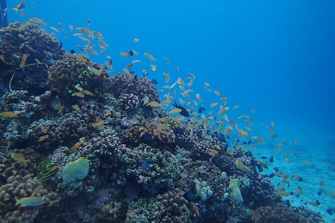 Cebu: Scuba Diving Experience beach entry in Mactan - Frequently Asked Questions