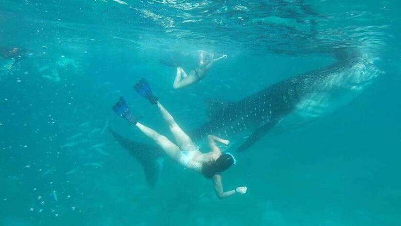 Cebu Shared Tour: Whaleshark Swimming & Kawasan Canyoneering - Key Points