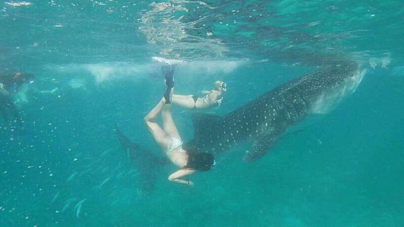 Cebu Shared Tour: Whaleshark Swimming & Kawasan Canyoneering - Who Should Consider This Tour?