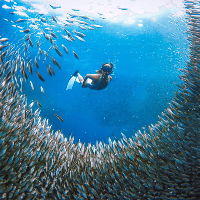 Cebu: Sumilon Isand Whale Shark and Turtle Snorkeling Tour - Value and Overall Impression