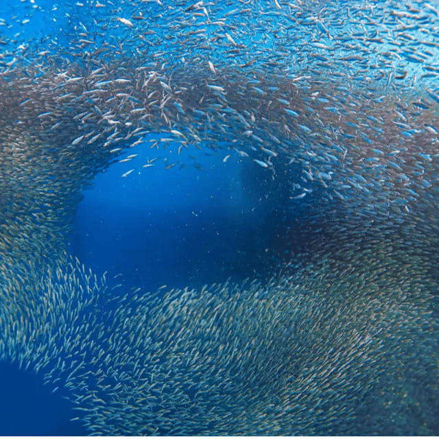 Cebu: Sumilon Isand Whale Shark and Turtle Snorkeling Tour - Who Will Love This Tour?