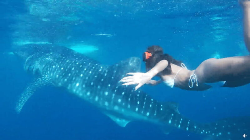 Cebu Ultimate Adventure: Oslob, Inambakan Falls & Moalboal - The Bottom Line