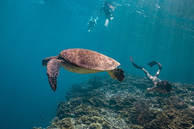 Cebu Ultimate Oslob Whale Shark and Moalboal Turtles Joiner Tour - A Detailed Look at the Tour Experience