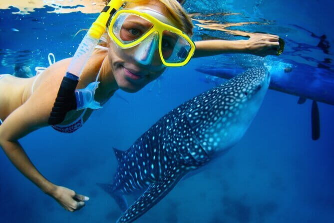 Cebu Ultimate Oslob Whale Shark and Moalboal Turtles Joiner Tour - Frequently Asked Questions