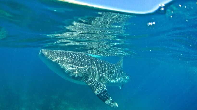 Cebu: Whale Shark Encounter and Kawasan Canyoneering - Overall Value and Suitability