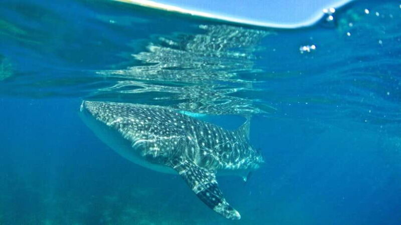 Cebu: Whale Shark Encounter and Kawasan Canyoneering - Transportation, Group Size, and Practical Details