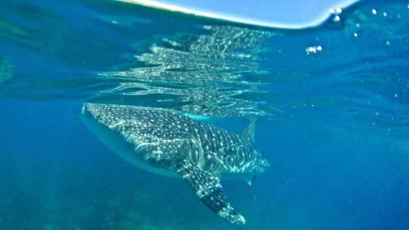 Cebu: Whale Shark Encounter and Kawasan Canyoneering - Final Thoughts: Is This Tour Right for You?