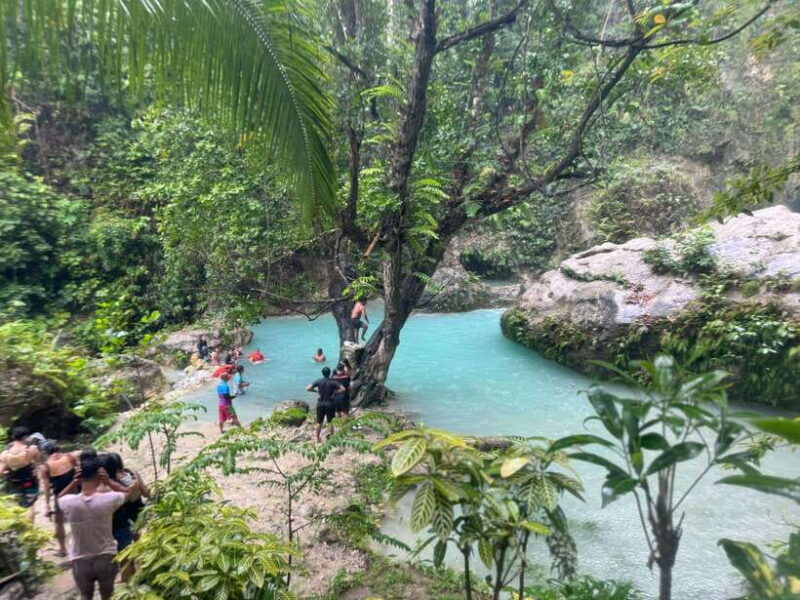 Cebu: Whale Shark, Inambakan Falls & Moalboal Sardine Tour - What This Tour Offers