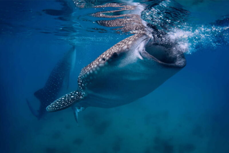 Cebu: Whale Shark, Monkey Sanctuary, & Moalboal Snorkel Tour - Key Points