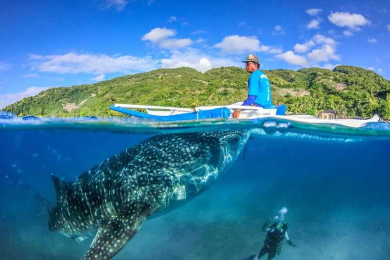 Cebu: Whale Shark, Monkey Sanctuary, & Moalboal Snorkel Tour - Final Thoughts