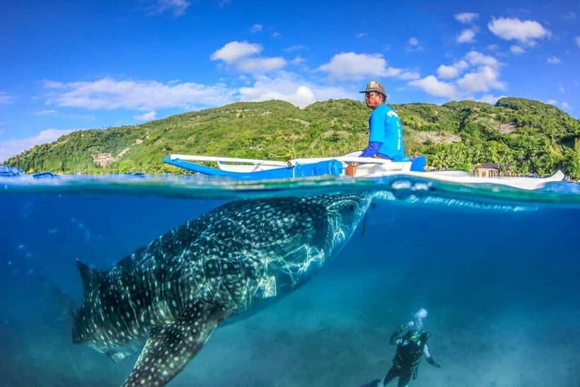 Cebu: Whale Shark, Monkey Sanctuary, & Moalboal Turtles Tour - Introduction: A Whirlwind Day of Cebu’s Best Natural Encounters