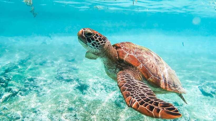 Cebu: Whale Shark, Monkey Sanctuary, & Moalboal Turtles Tour - Who Is This Tour Best Suited For?