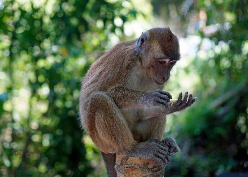 Cebu: Whale Shark, Monkey Sanctuary, & Moalboal Turtles Tour - Who This Tour is Best For