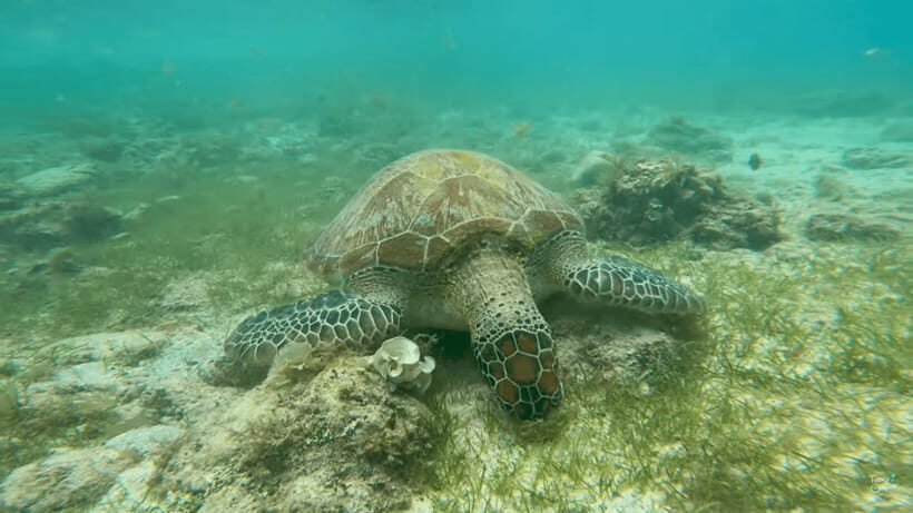 Cebu: Whale Shark Oslob and Moalboal Snorkeling Adventure - What to Expect from This Cebu Marine Adventure