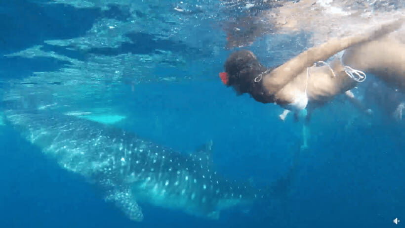 Cebu: Whale Shark Oslob and Moalboal Snorkeling Adventure - The Value Proposition: Is It Worth It?