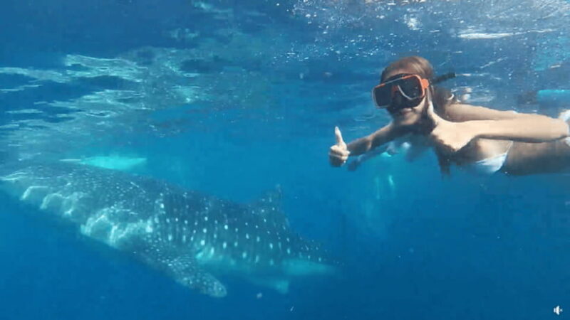 Cebu: Whale Shark Oslob and Moalboal Snorkeling Adventure - Who Will Love This Tour?