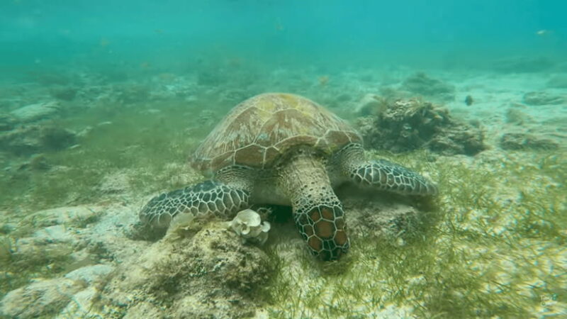 Cebu: Whale Shark Oslob and Moalboal Snorkeling Adventure - FAQs